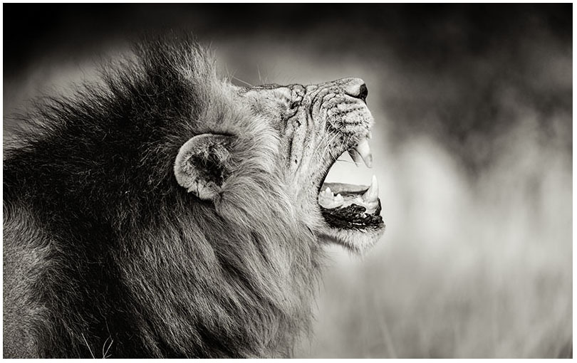 Fine art and limited edition wildlife photographic prints by Julian ...