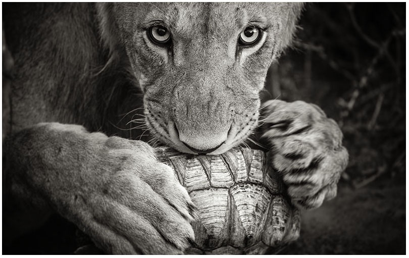 Fine art and limited edition wildlife photographic prints by Julian ...