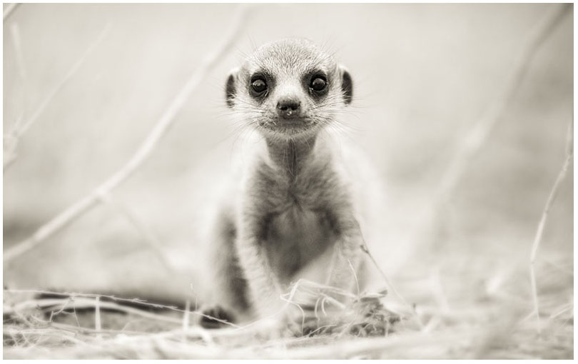 Fine art and limited edition wildlife photographic prints by Julian ...