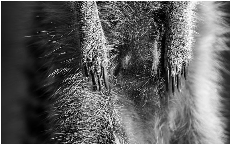 Fine art and limited edition wildlife photographic prints by Julian ...